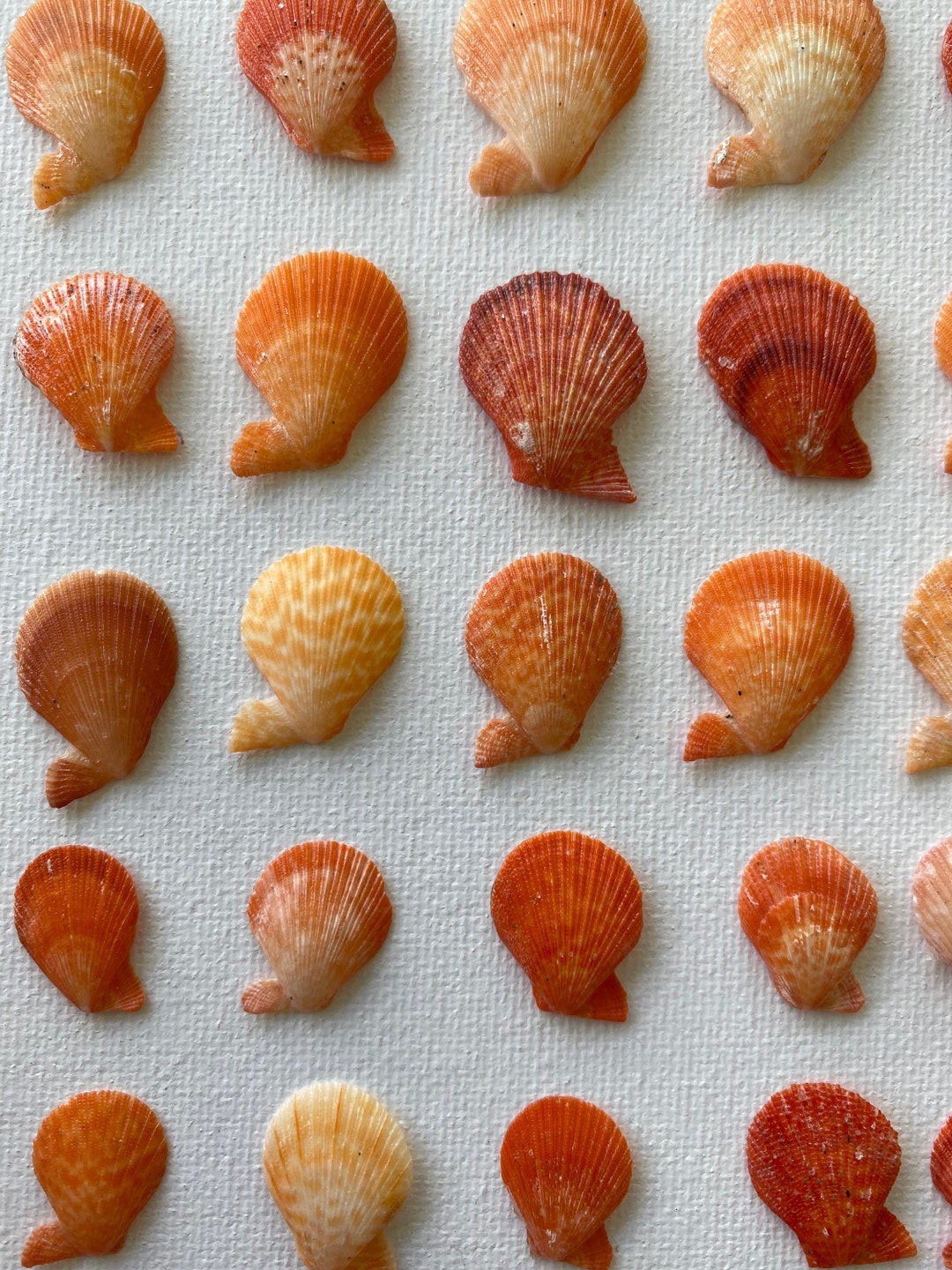 Shell Craft Beach Seashell Decor scaly Scallop Shell - Etsy