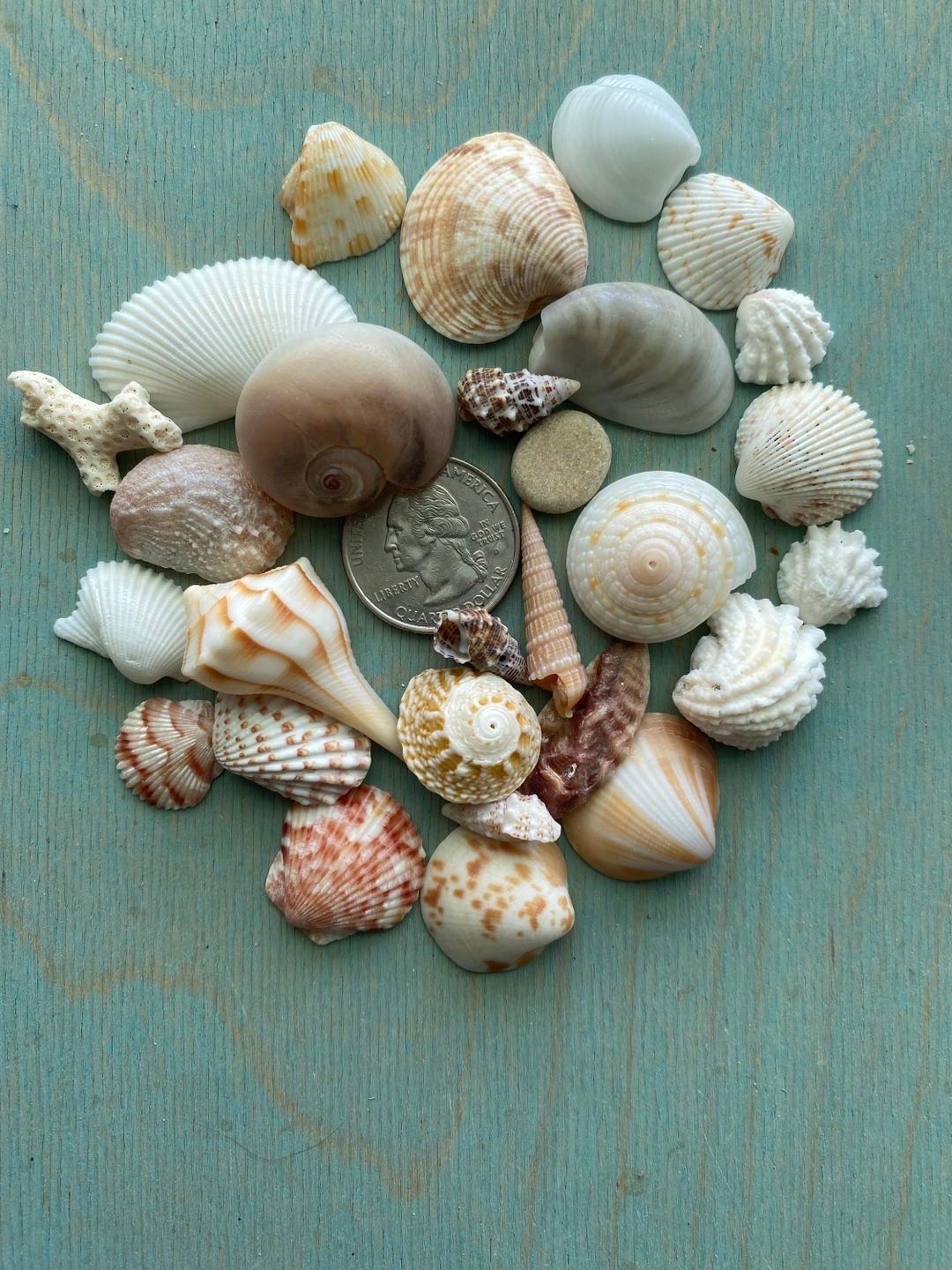 Shell Collection Premium Atlantic Ocean Seashells DIY Art 28 Species ...
