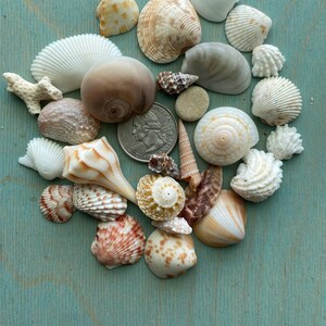 Shell Collection Premium Atlantic Ocean Seashells DIY Art 28 Species ...