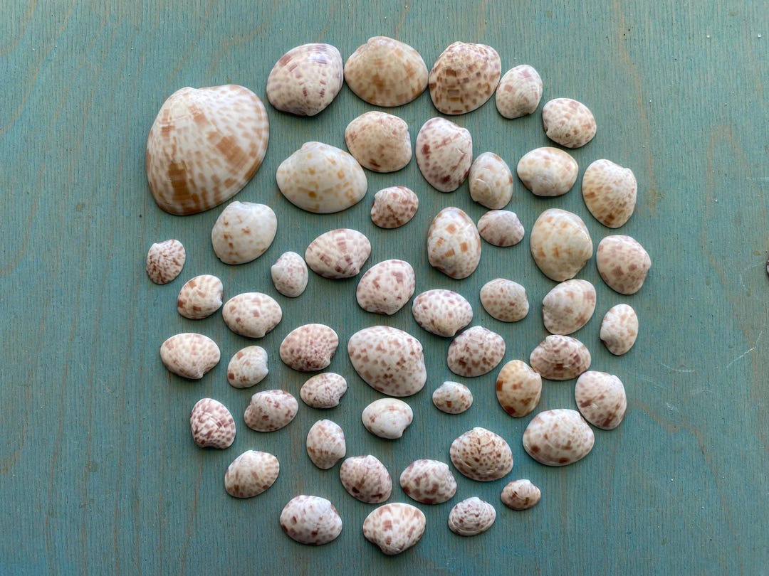 Beach Shell Calico Clam DIY Shell Art Vase Fill 50 Pieces - Etsy