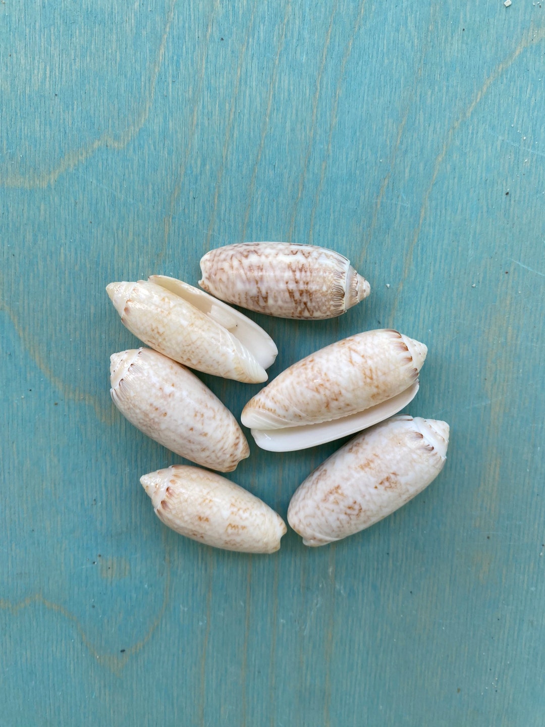 Beach Shell Lettered Olive 1 Piece - Etsy