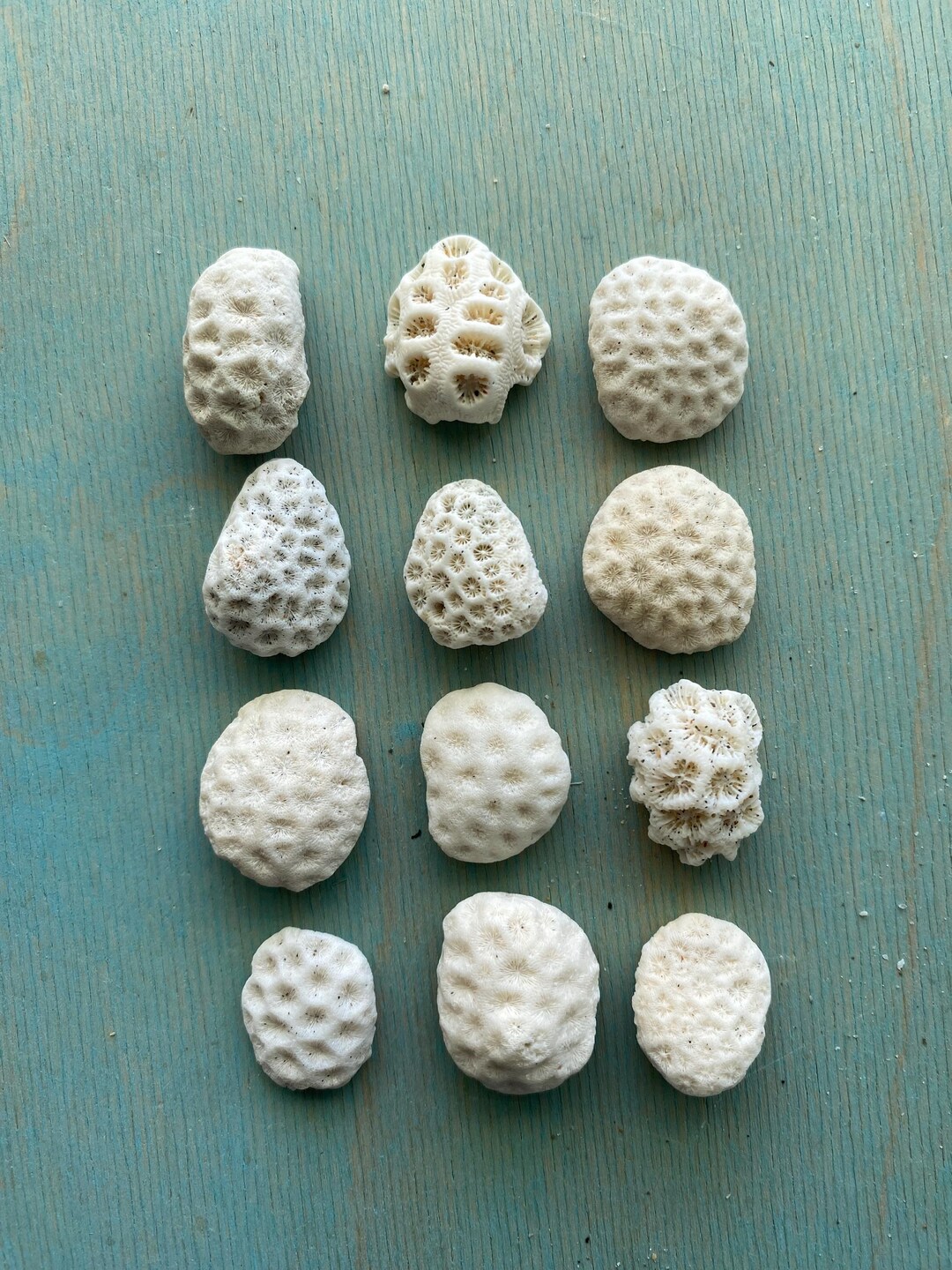 Coral Fossils Golf Ball Small Round Coral Pieces 12-pc Collections - Etsy