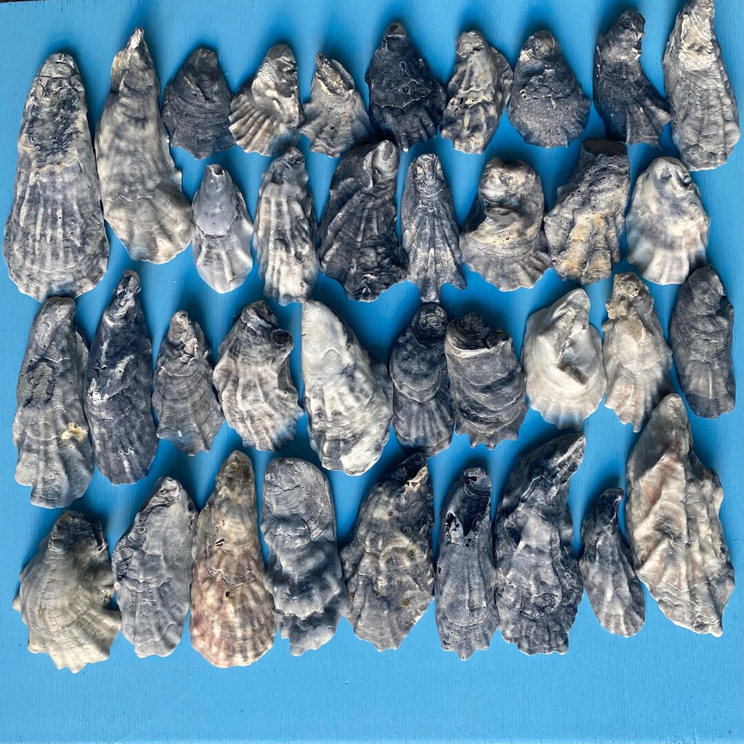 Gray Oyster Shell Claw Feet for Handcrafted Coastal Decor Decoupage ...