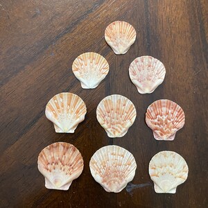 Rare Shell Collection Round Ribbed Scallop Shell Art 3 Pieces - Etsy