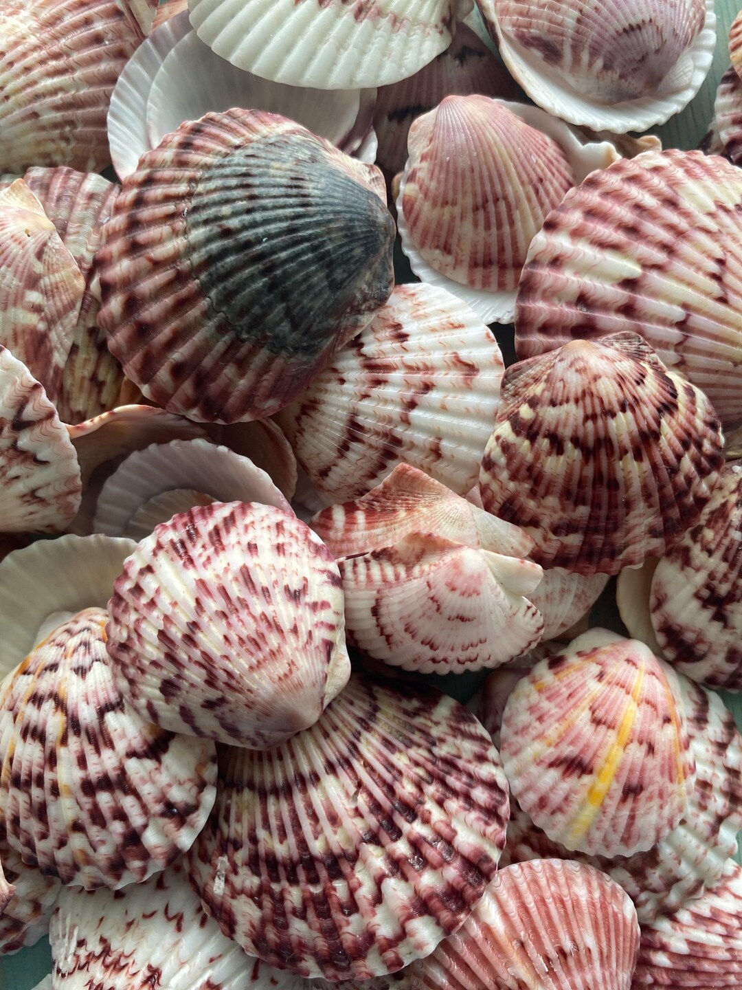 Calico Scallop Shell for Craft Coastal Home Decor Natural Art Shell ...