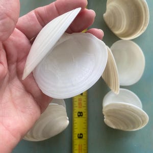 White Beach Shell Sanibel Island Shell Ornament DIY Beach Decor | 8 ...