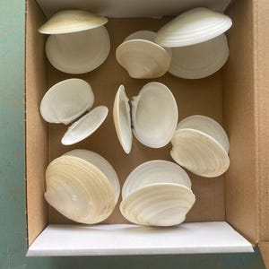 White Beach Shell Sanibel Island Shell Ornament DIY Beach Decor | 8 ...