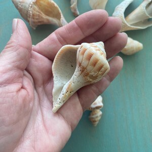 Vintage Shell Fossils Sanibel Island Shell Collection 9 Pieces - Etsy