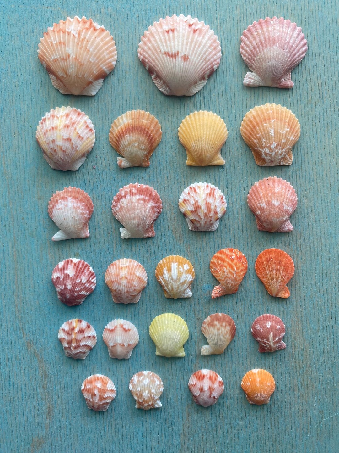 Rare Small Shell Collection Miniature Premium Atlantic Bay Rough ...