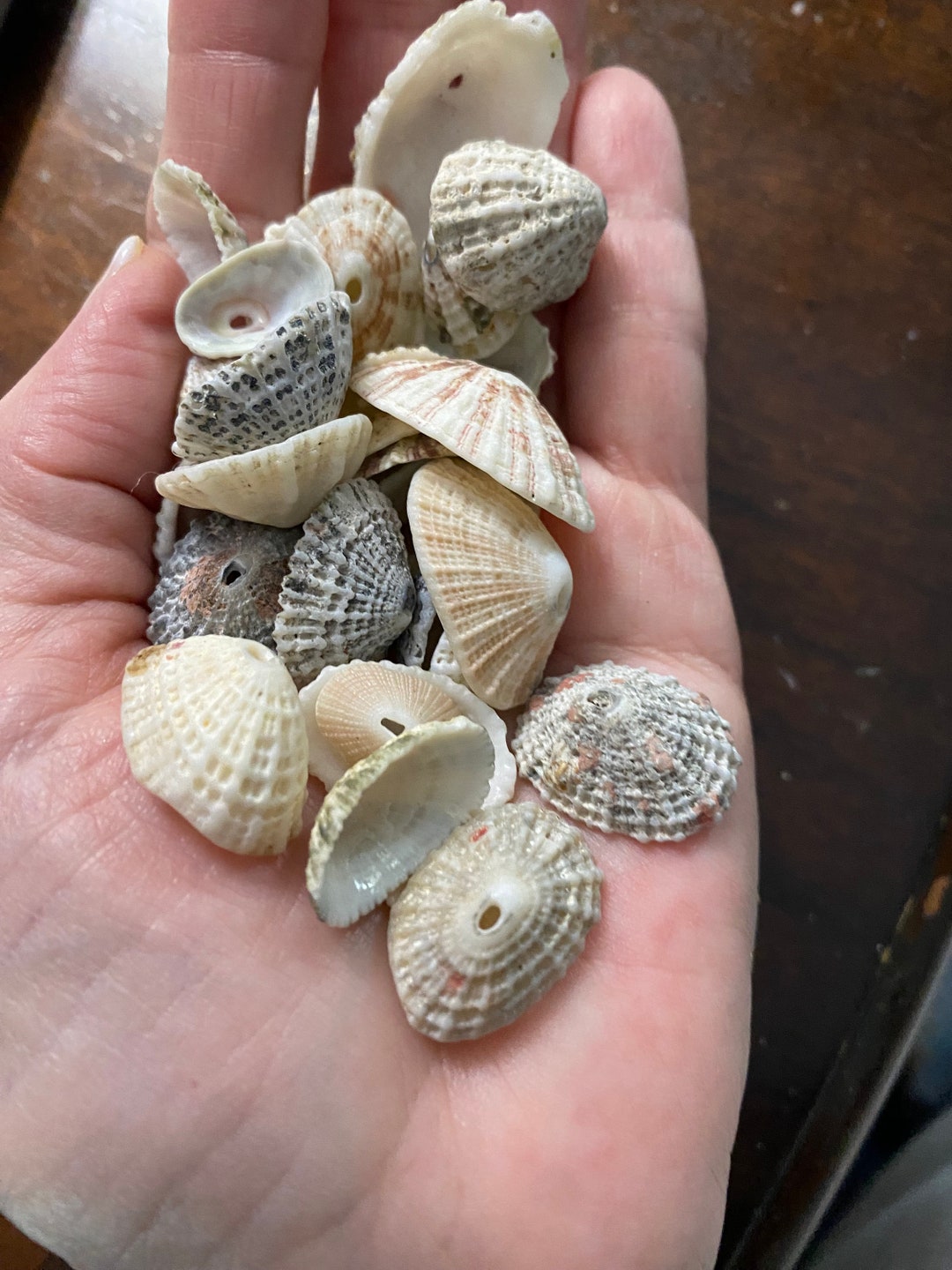 Beach Shell Limpet Seashells DIY Jewelry 10 Pieces - Etsy