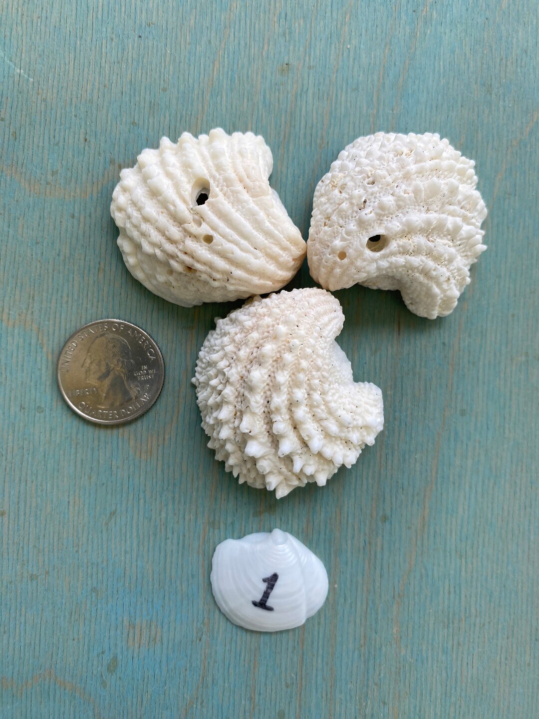 Shell Craft, Florida Spiny Jewel Box Shells, White Beach Wedding - Etsy