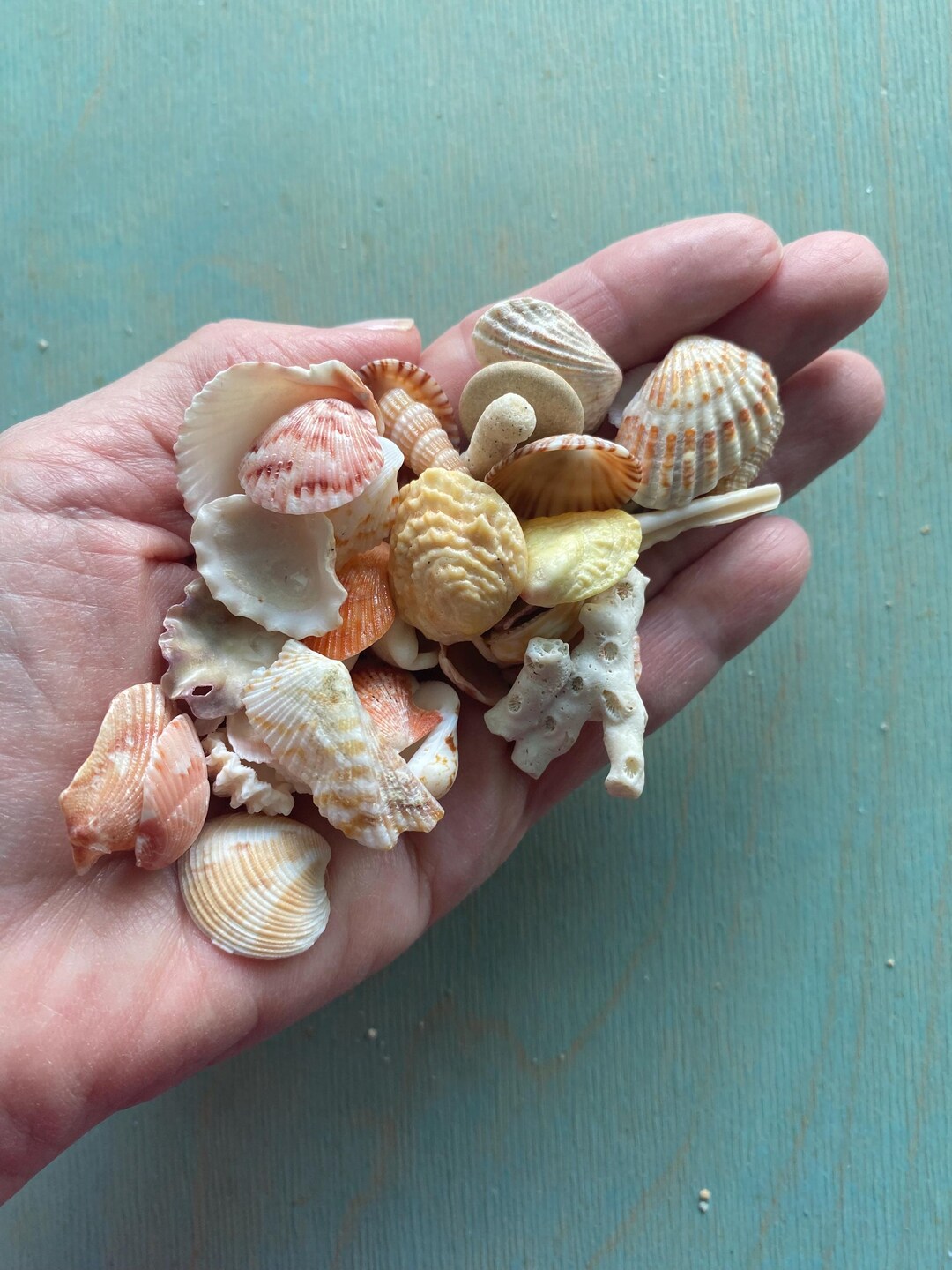 Beach Shell Collection Premium Atlantic Ocean Shells DIY Coastal Art 26 ...