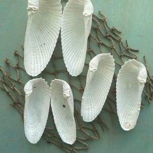 Beach Shell Angel Wings Sanibel Island Beach Decor 2 Pieces - Etsy