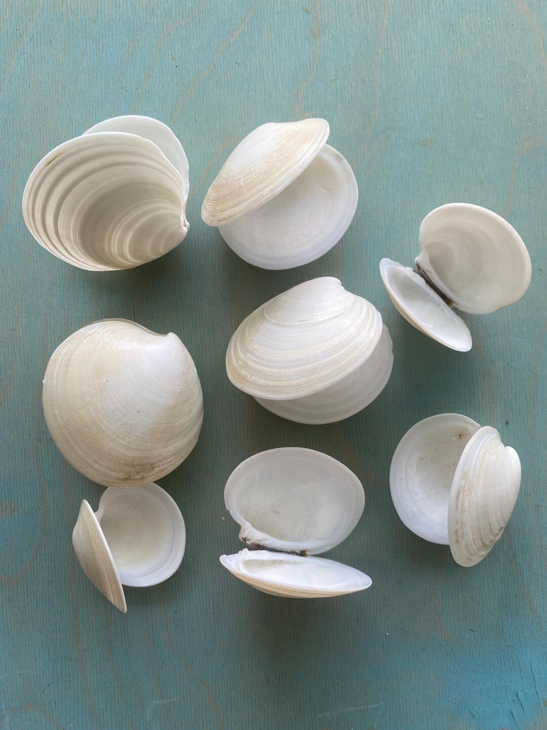 White Beach Shell Sanibel Island Shell Ornament DIY Beach Decor | 8 ...