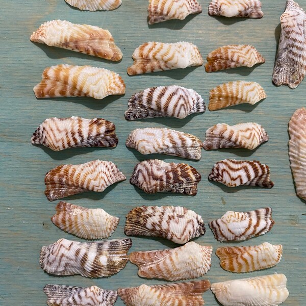 Turkey Wing Shells - Etsy