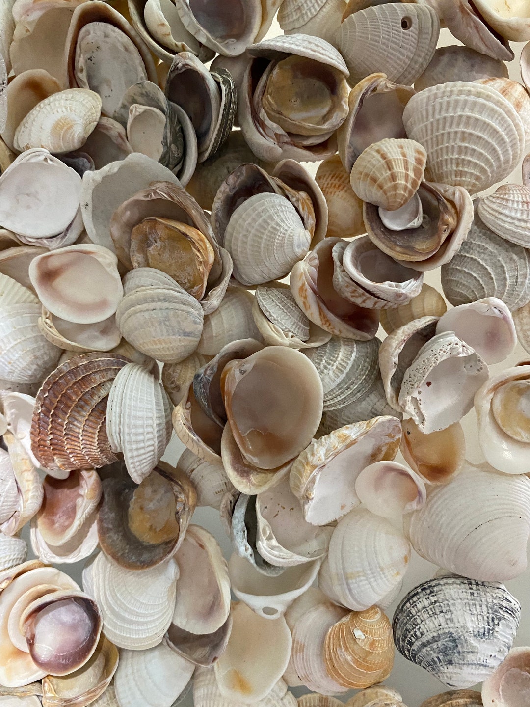 Vintage Cross-barred Venus Clam Shells Authentic Beach Shells - Etsy