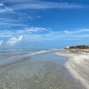 White Beach Shell Sanibel Island Shell Ornament DIY Beach Decor | 8 ...
