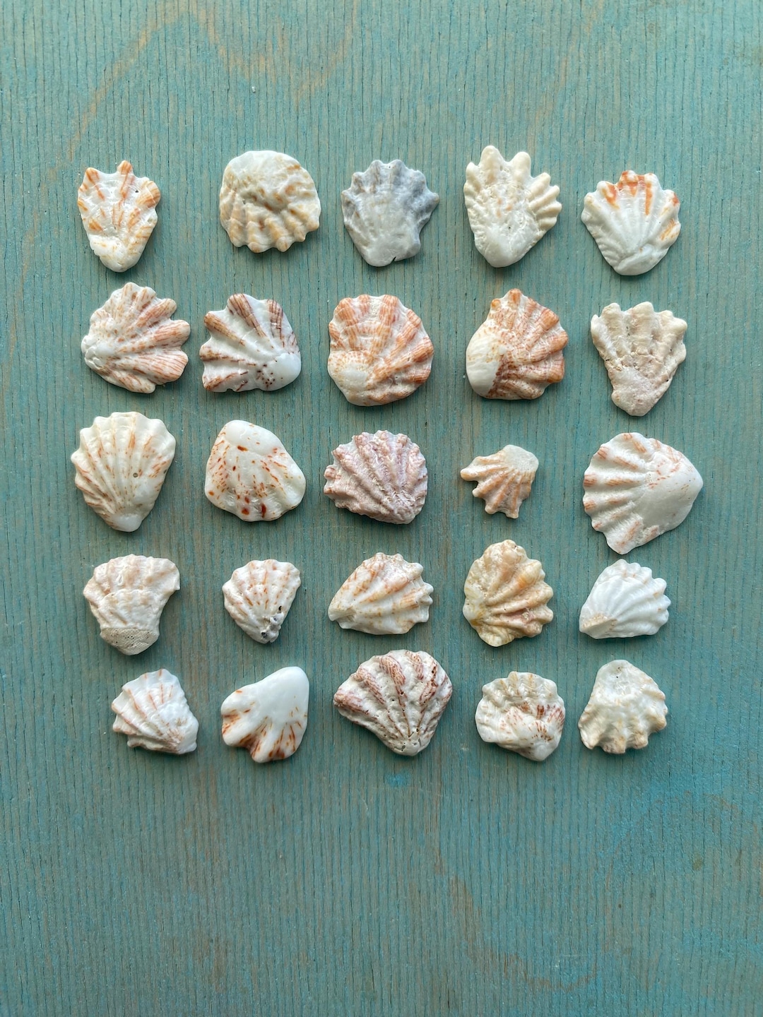 Beach Shell Miniature Atlantic Kitten Paw Shells 25 Pieces - Etsy