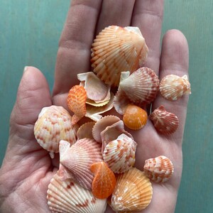 Rare Small Shell Collection Miniature Premium Atlantic Bay Rough ...
