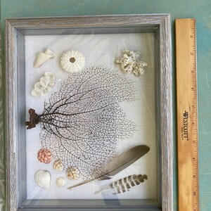 Beach Art 8x10 Shadowbox Coastal Decor Atlantic Ocean Florida Shell Collection 1 - Etsy