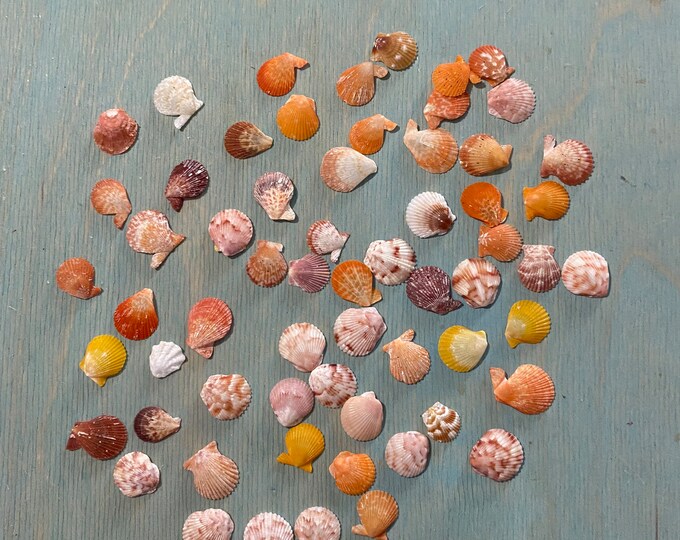 Rare Miniatures, Shell Collection, Shell Gift, 10-piece Clam Shell Set ...