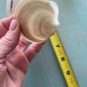 White Beach Shell Sanibel Island Shell Ornament DIY Beach Decor | 8 ...