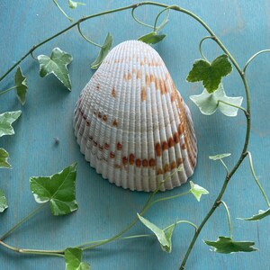 Beach Shell Prickly Cockle Atlantic Ocean Seashells Assorted 23 - Etsy