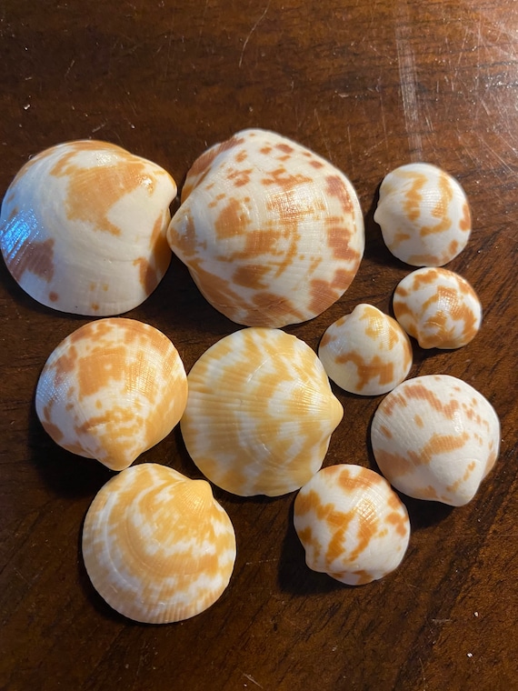 Shell Craft Beach Decor bittersweet Chevrons 10 Pieces - Etsy