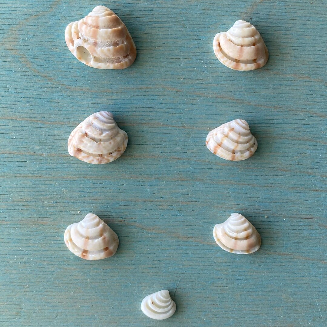 Rare Shell Imperial Venus Clam Seashell for Collector Display Shell ...