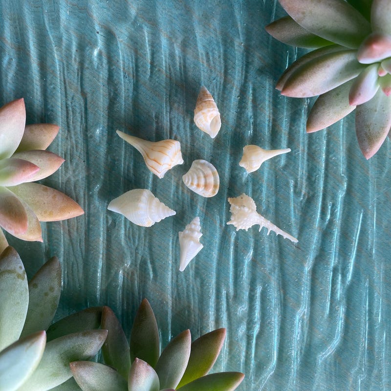 Natural Bittersweet - Etsy