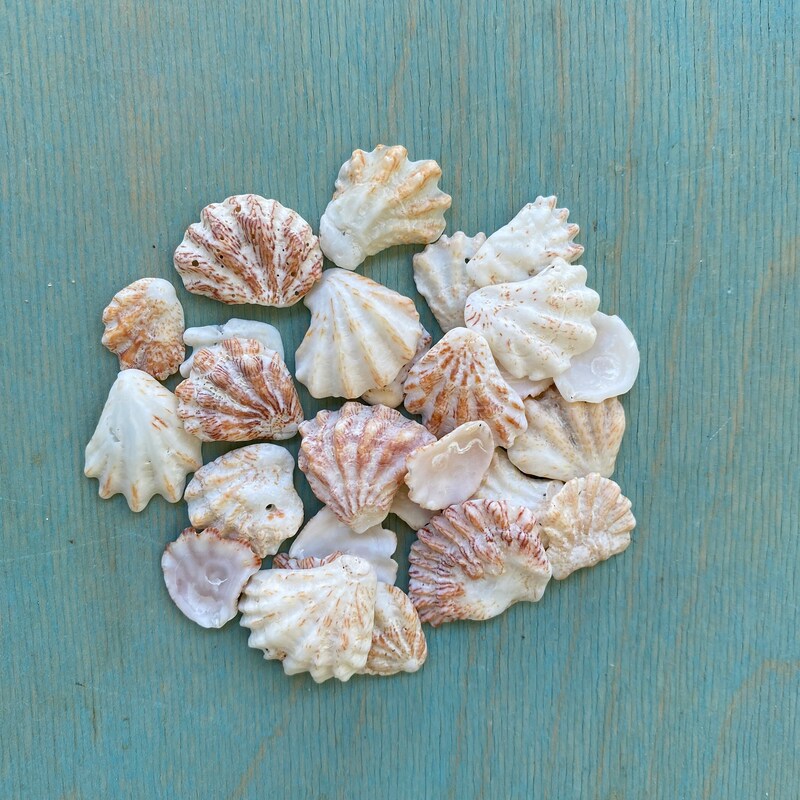 Cats Paw Shell - Etsy