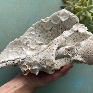 Vintage Large White Textured Beach Shell Fossil Free Shipping - Etsy