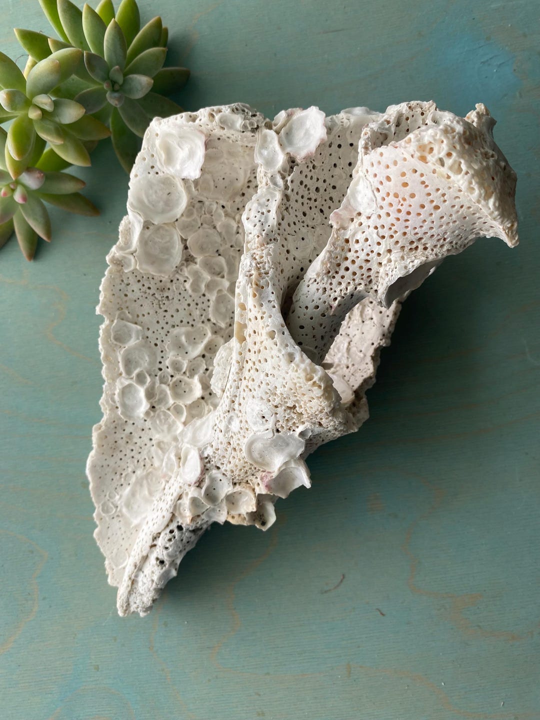 Vintage Large White Textured Beach Shell Fossil Free Shipping - Etsy