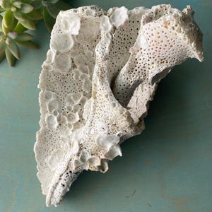 Vintage Large White Textured Beach Shell Fossil Free Shipping - Etsy