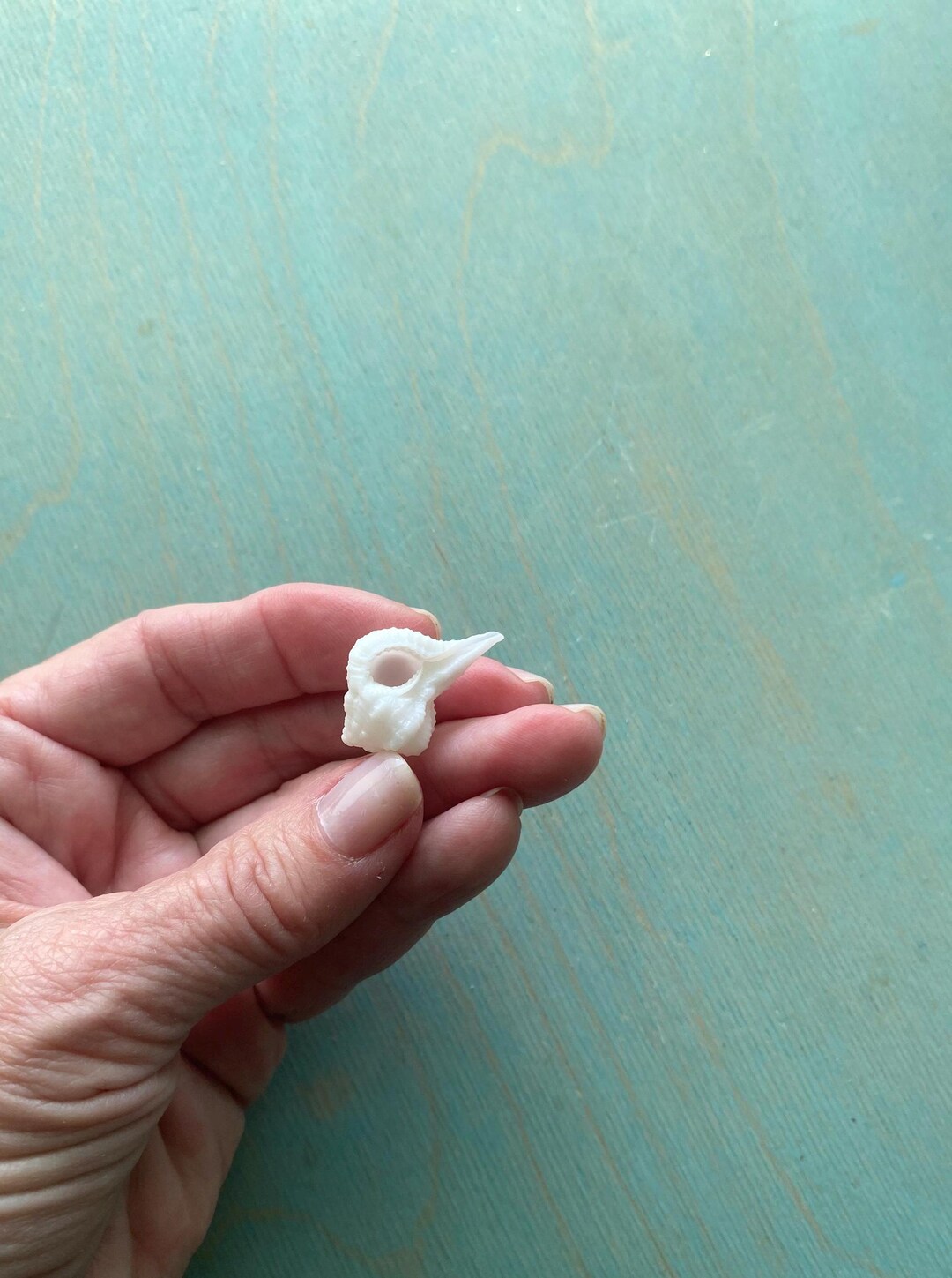 Rare Albino Rose Murex Collector Shell Miniature Florida Seashell 1 ...