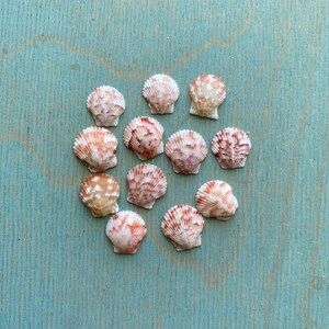 Rare Miniature Calico Scallop Shells DIY Shell Jewelry Beach Art 12 ...