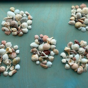 Shell Collection Premium Atlantic Ocean Seashells DIY Art 28 Species ...