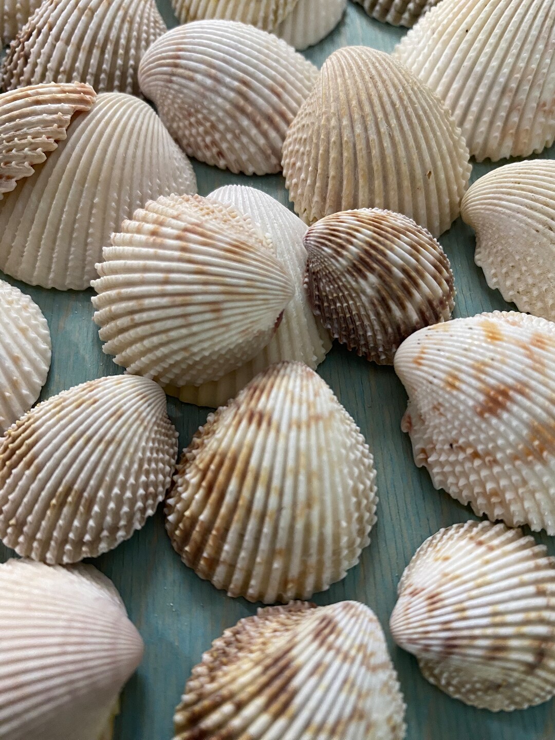Beach Shell Prickly Cockle Coastal Decor Seashells Assorted - Etsy