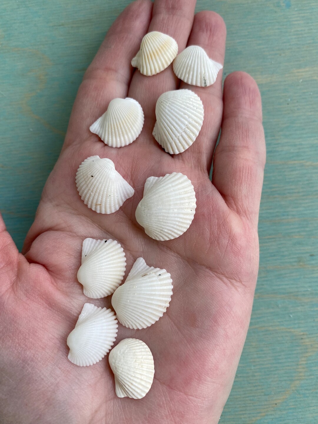 Miniature Beach Shells, Eared Ark, 10 Pieces, - Etsy