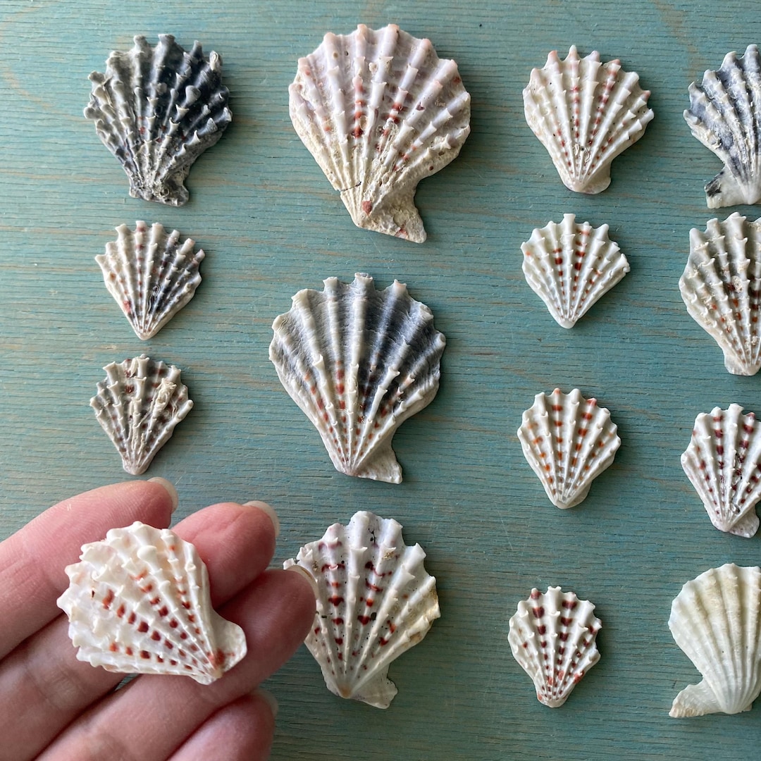 Rare Knobby Scallop Shell: Ocean Treasure, Coastal Art Display - Etsy