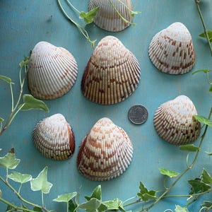 Beach Shell Prickly Cockle Atlantic Ocean Seashells Assorted 23 - Etsy