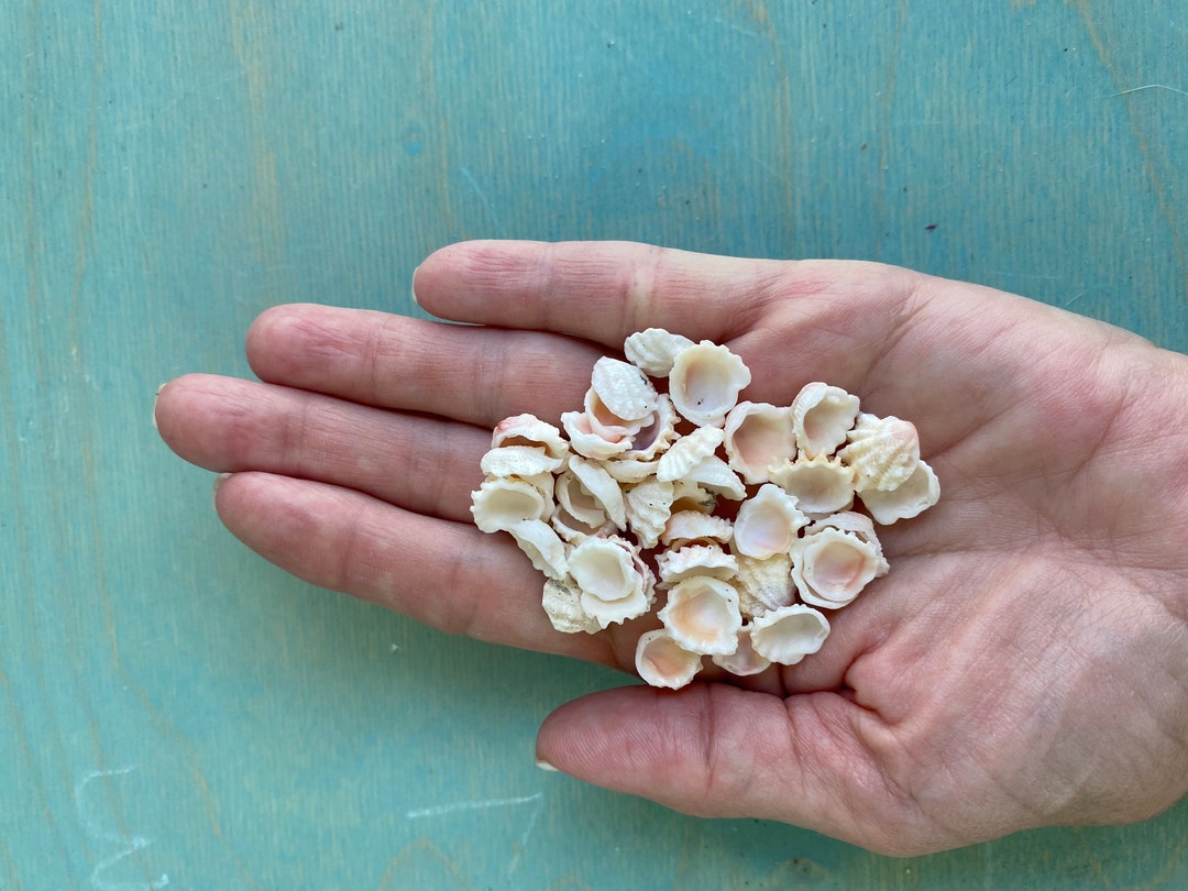 Miniature Craft Shells, Florida Spiny Jewel Box Shells, White Shells ...