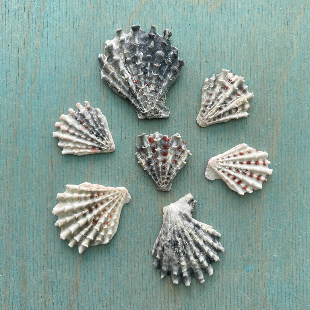 Rare Shell Collection Display Seashell Gift for Collector Nature Gift ...