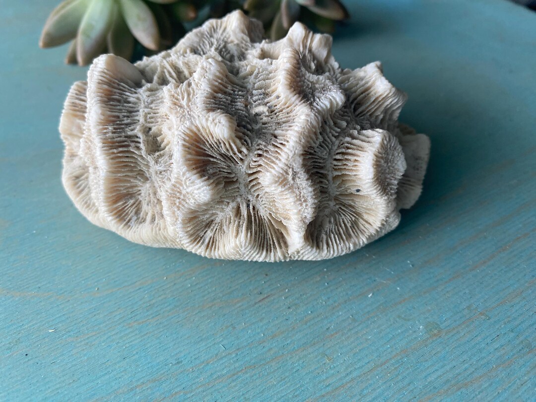 Rose Coral Reef Fossil Beach Wedding Decor Coastal Home Decor Natural ...