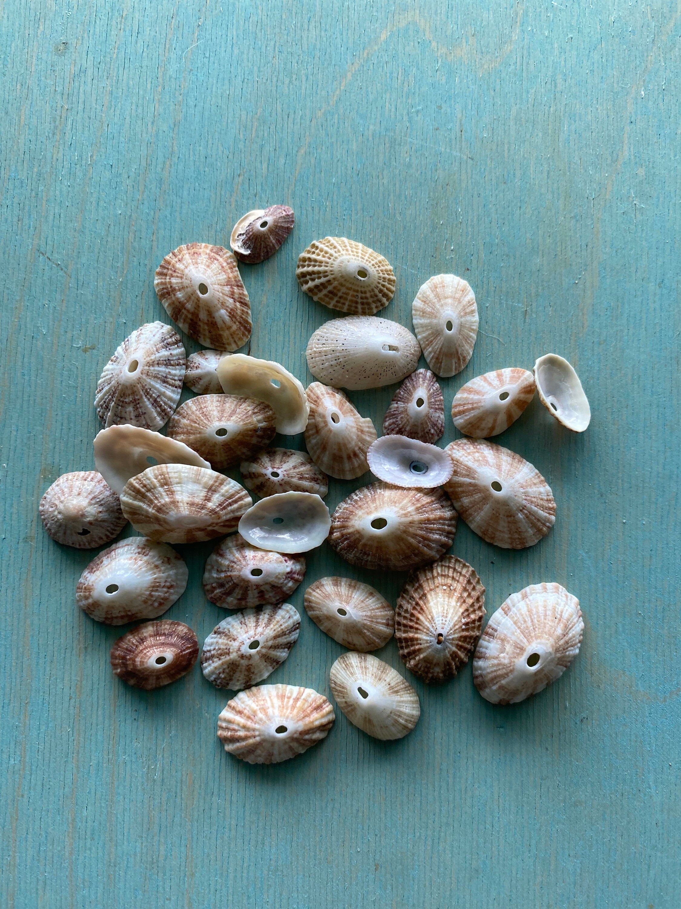 Keyhole Limpet Shell