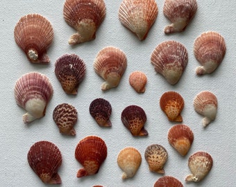 Small Scallop Shells - Etsy