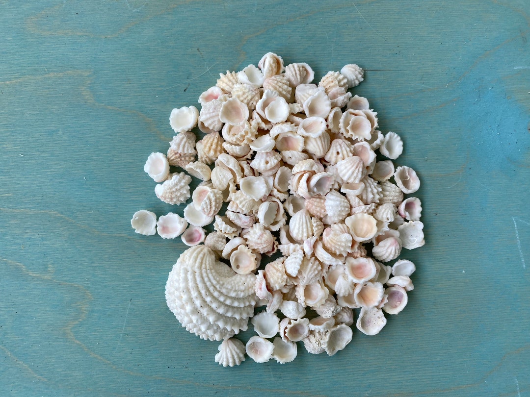 Shell Craft, Florida Spiny Jewel Box Shells, 10 Pieces - Etsy