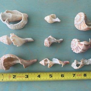 Vintage Shell Fossils Sanibel Island Shell Collection 9 Pieces - Etsy