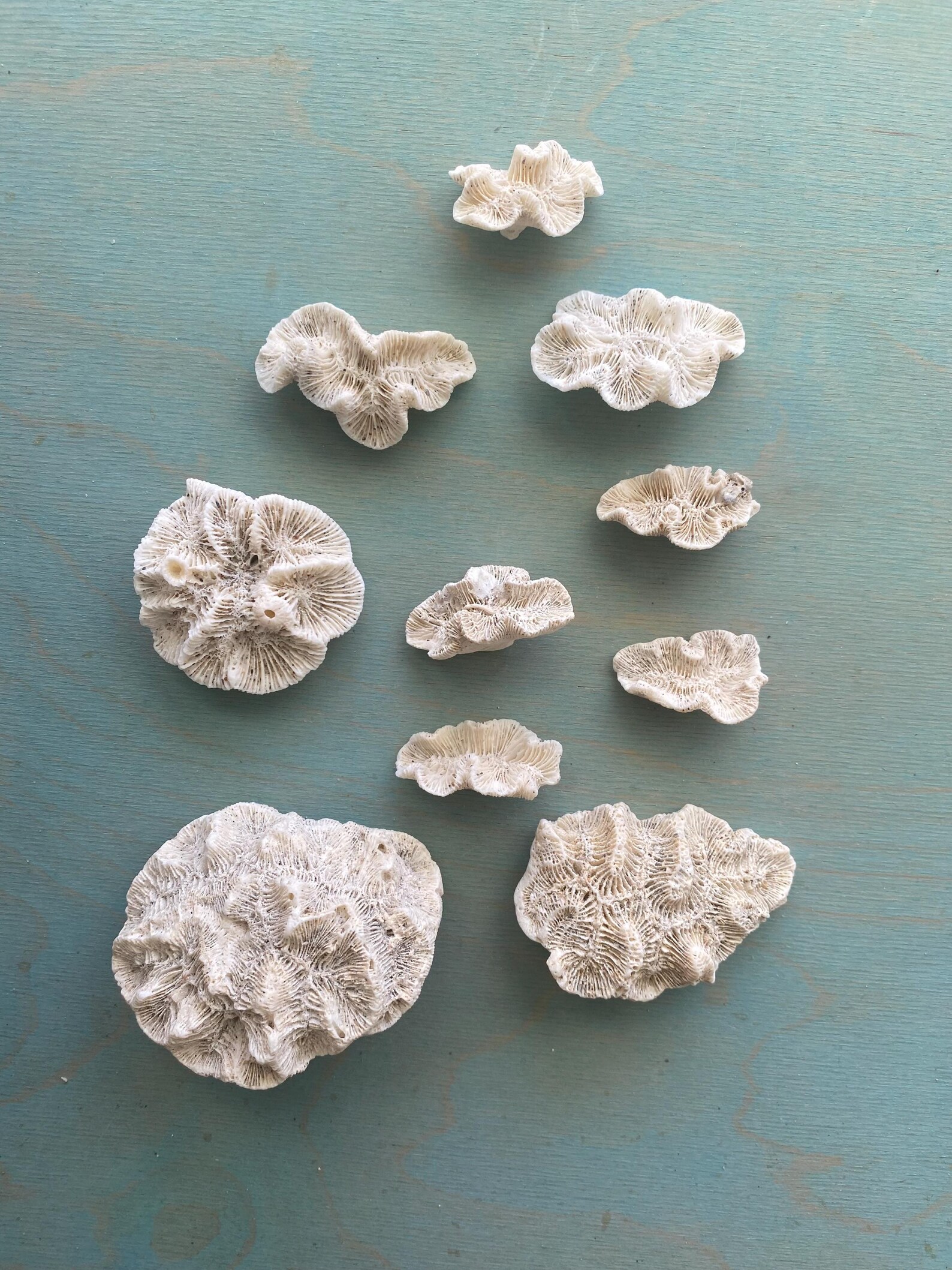 Coral Reef Fossils Beach Wedding Decor Rose Coral Coastal Art Supply 10 ...