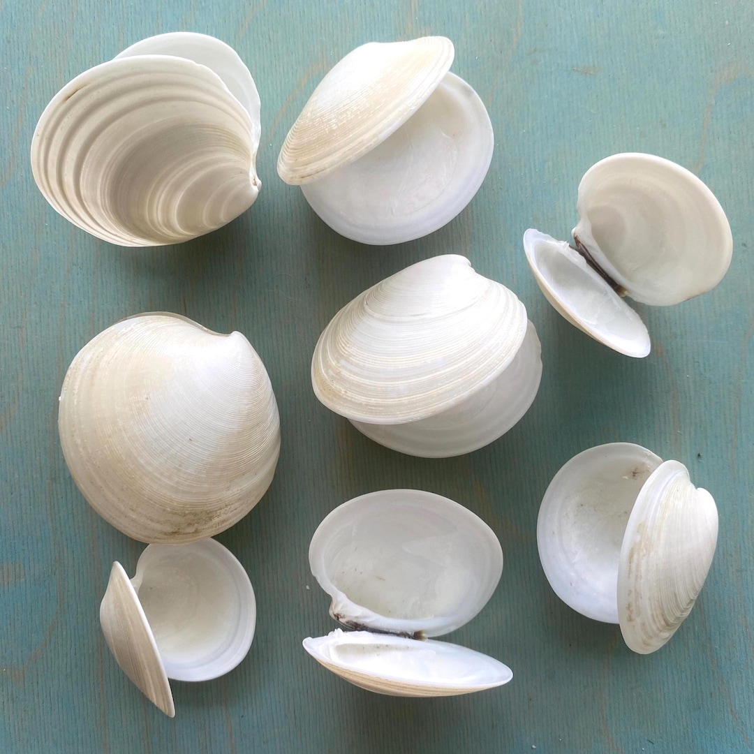 White Beach Shell Sanibel Island Shell Ornament DIY Beach Decor | 8 ...